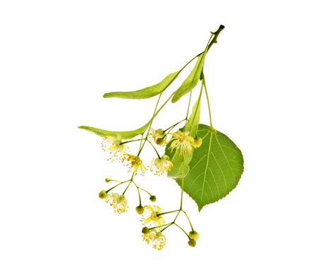Tilleul, fleur et bractée bio | Herbes Orford